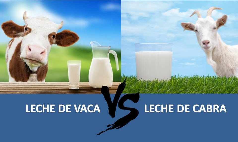 Leche de vaca vs. leche de cabra – nutripediatria