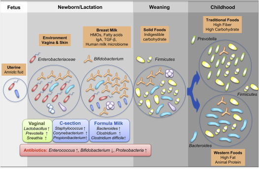 Microbiota intestinal y su rol en la salud infantil – nutripediatria